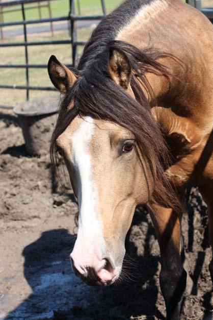 photos by Diana Jasica